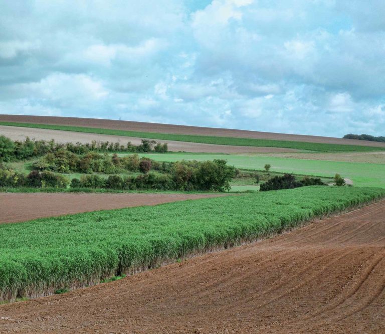 crop plot - Novabiom